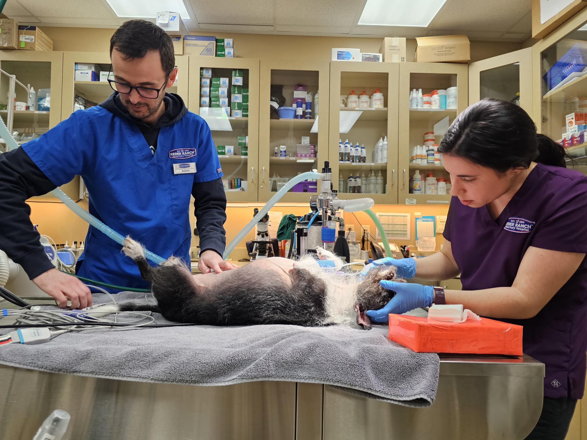 Wash Your Pet's Dishes After Every Single Use, Seriously | Reber Ranch ...