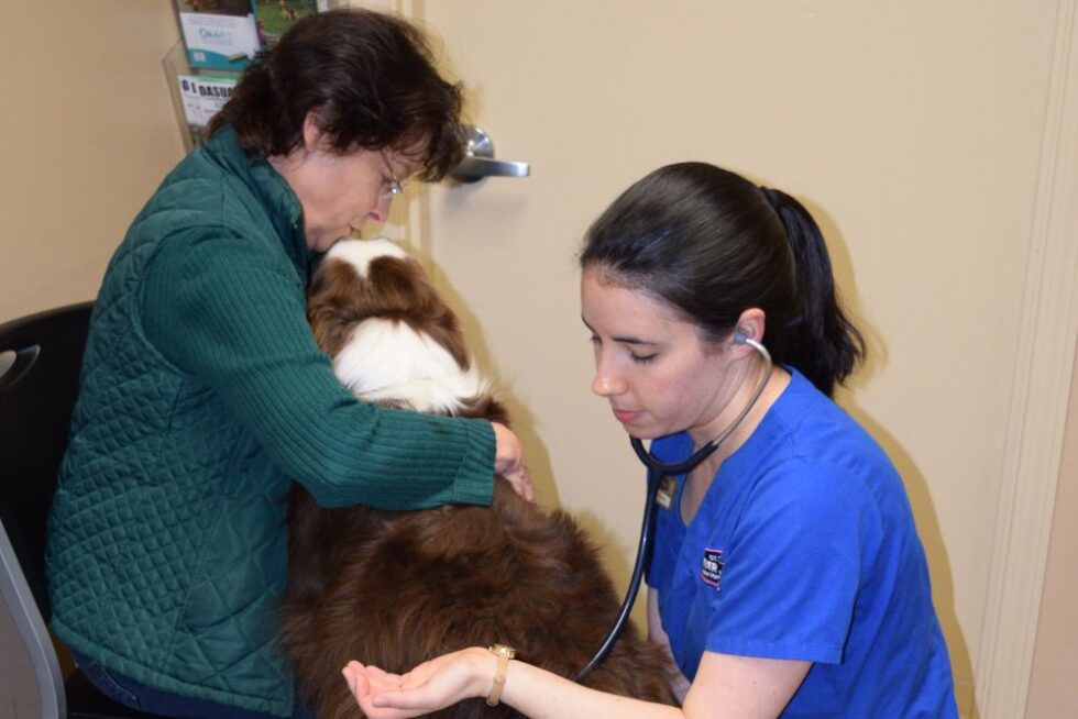 Veterinarian Services At Reber Ranch In Kent, WA | Local Vet