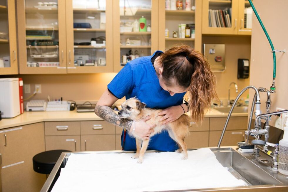 Veterinarian In Kent, WA | Diagnostic Lab & Vet Clinic