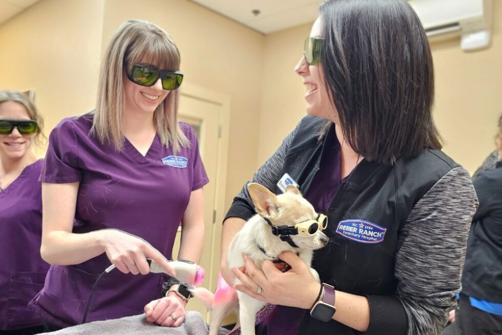 Veterinarian Services At Reber Ranch In Kent, WA | Local Vet