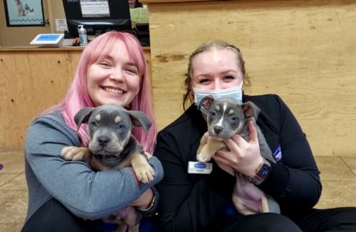 Best Vet Hospital In Kent, WA | Reber Ranch Vet Hospital