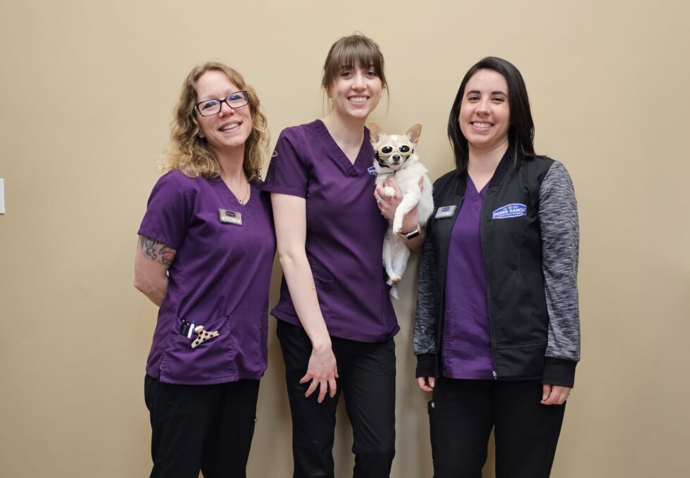 Best Vet Hospital & Pet Groomer In Kent, WA | Reber Ranch