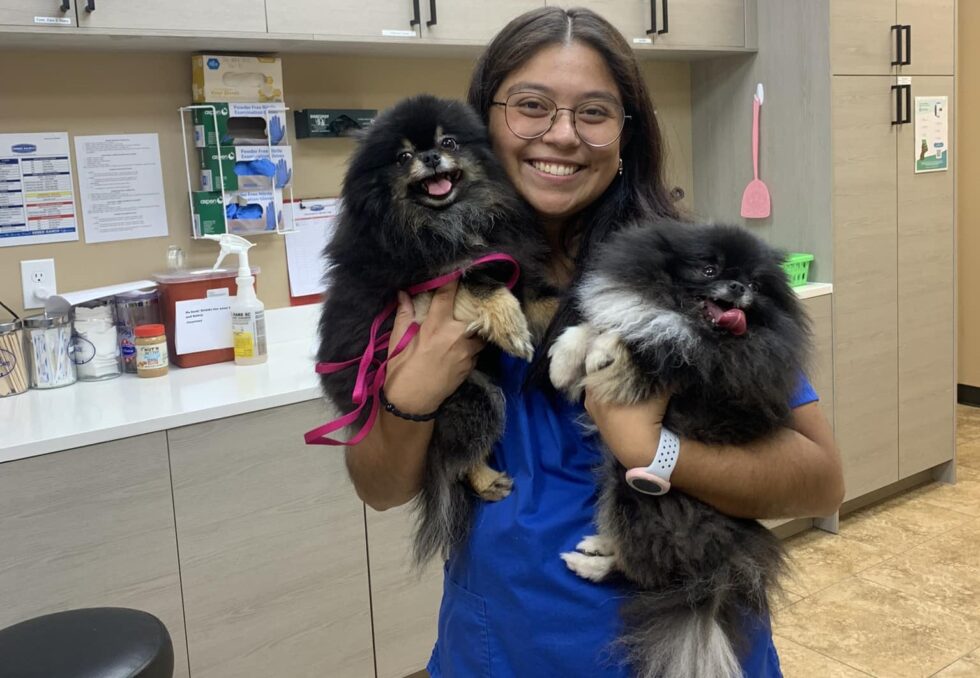 Best Vet Hospital & Pet Groomer In Kent, WA | Reber Ranch