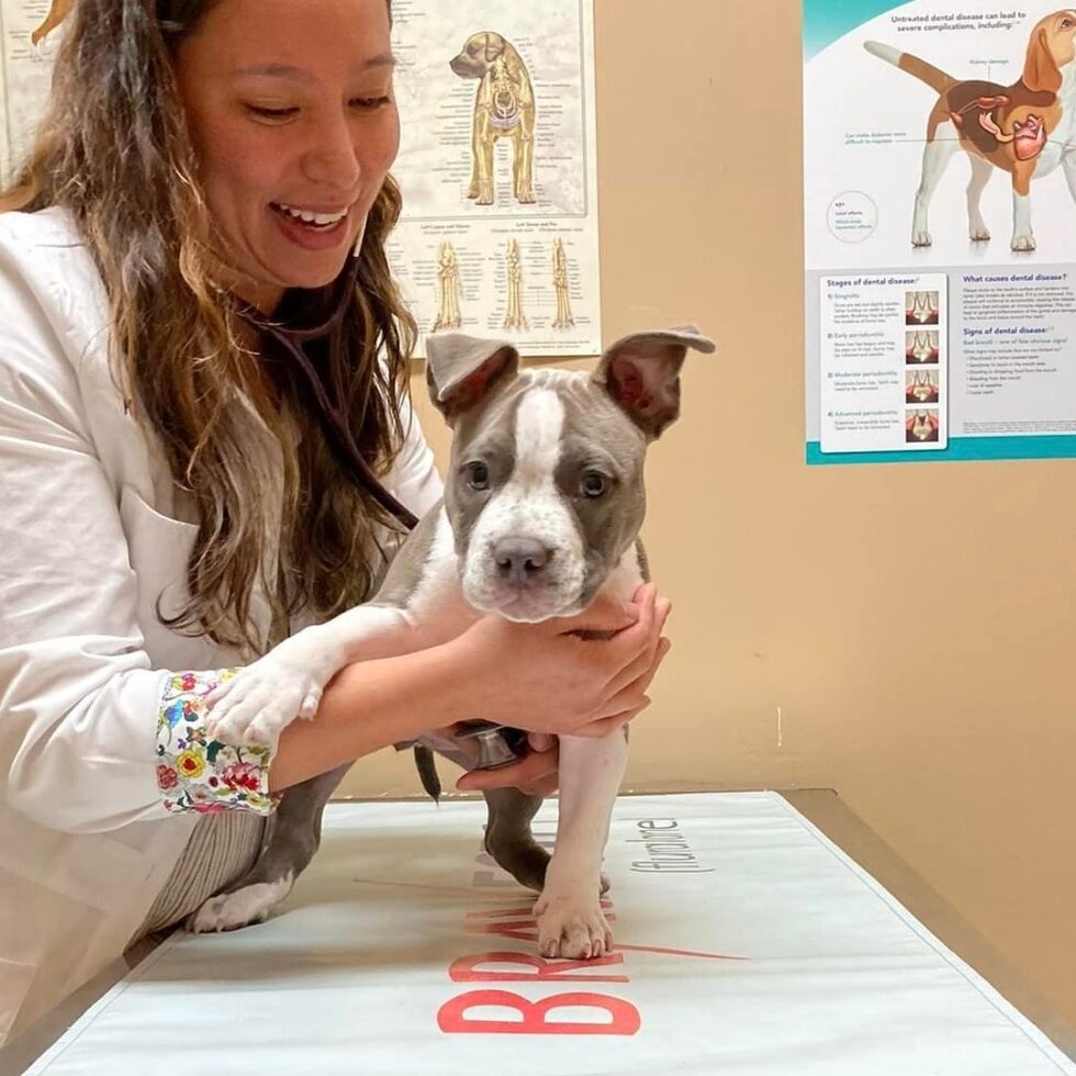 About Reber Ranch Veterinary Hospital | Vet In Kent, WA