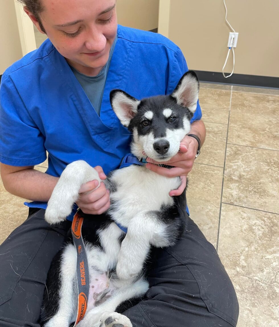 About Reber Ranch Veterinary Hospital | Vet In Kent, WA