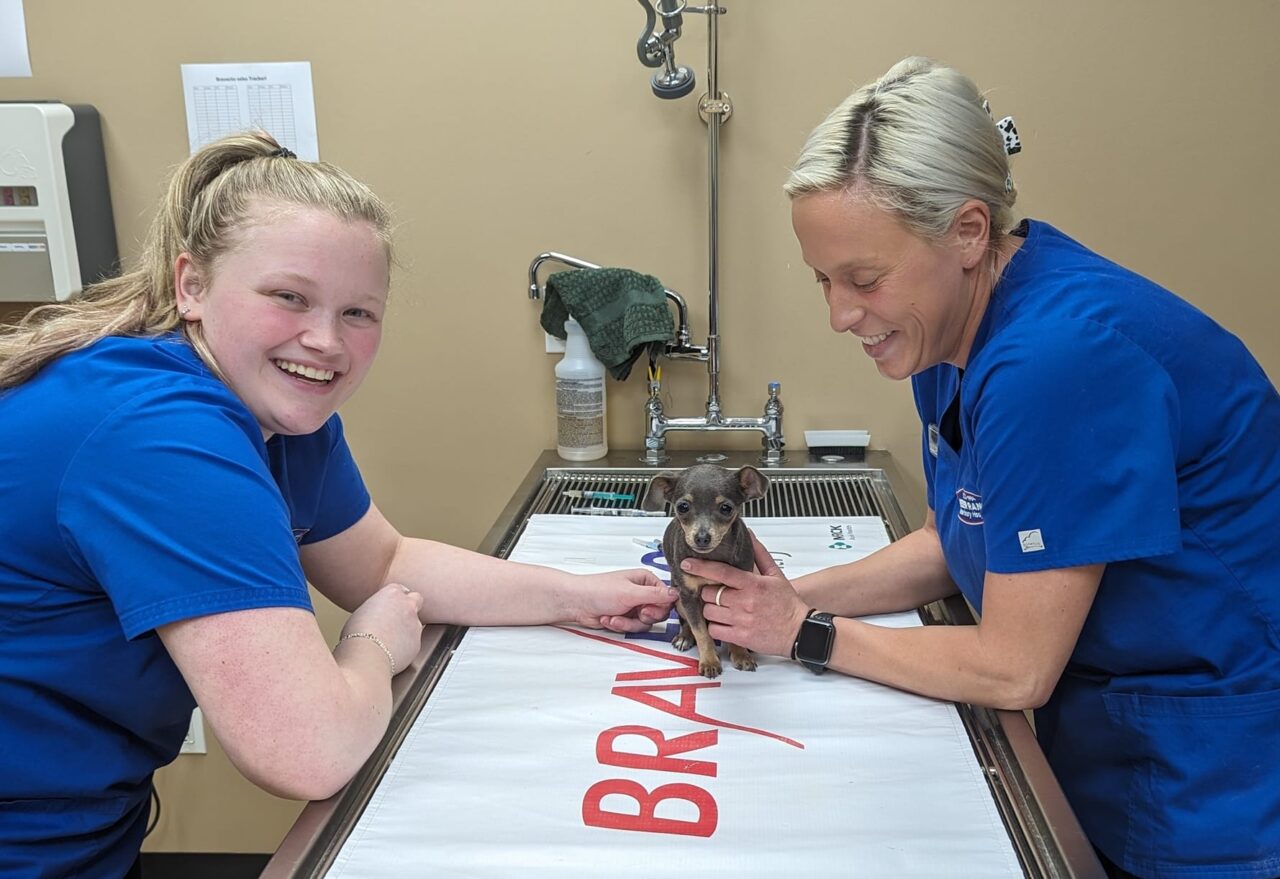 Best Vet Hospital & Pet Groomer In Kent, WA | Reber Ranch