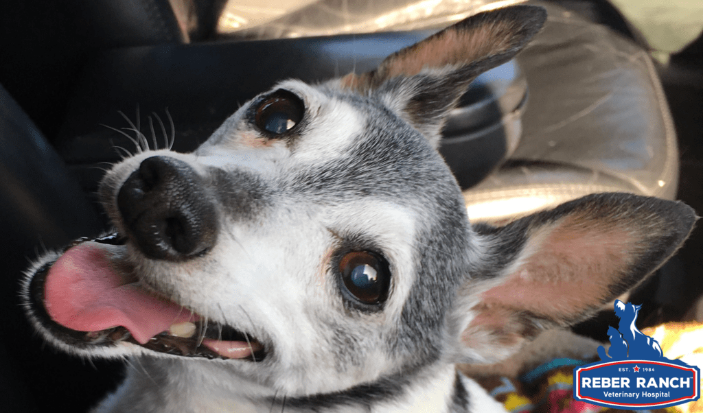 Grey Muzzles And Big Hearts: Senior Pet Month At Reber Ranch | Reber ...
