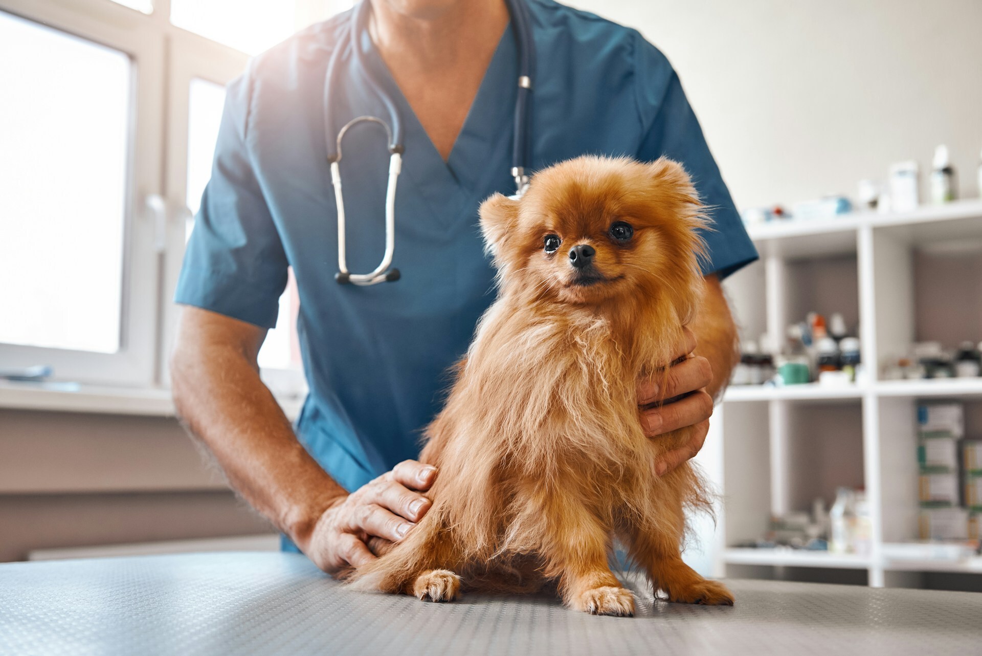 Contact Reber Ranch Vet In Kent, WA | Animal Hospital